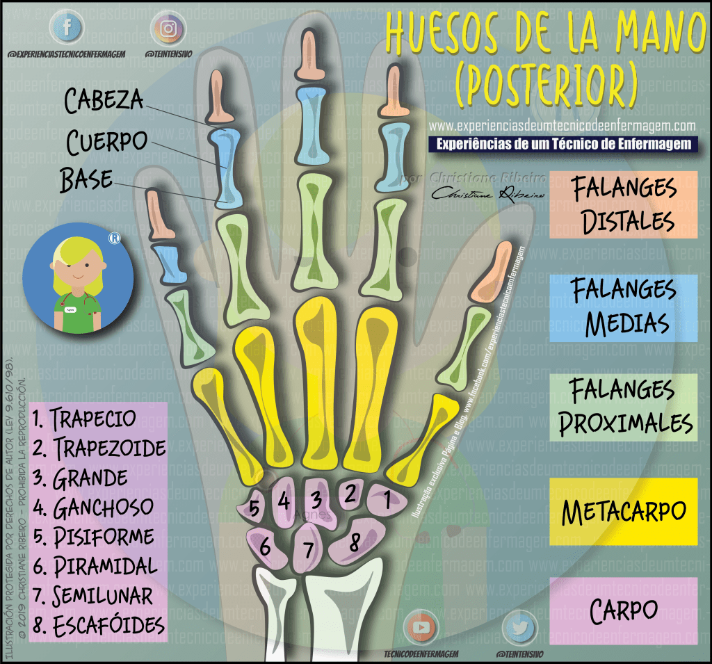 Los Huesos De La Mano Conociendo Su Anatomía Enfermería Ilustrada