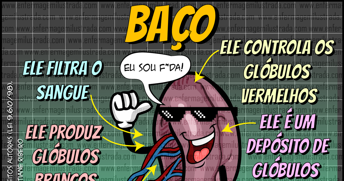 Por que o Baço é tão importante? - Enfermagem Ilustrada